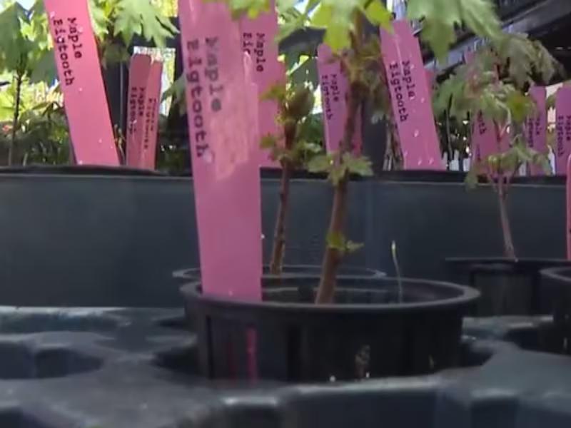 Free tree seedlings for Arbor Day