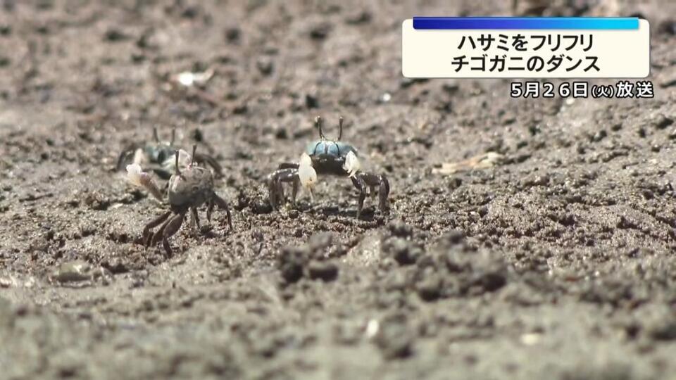 Watch: Fiddler crabs emerge for annual 'dance' in Japan - NewsBreak