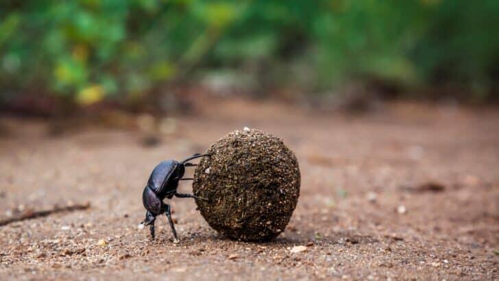Top 10 Strongest Animals in the World by Strength - NewsBreak