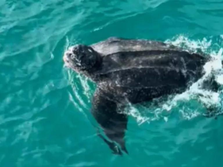 Boaters Capture Stunning Footage Of Massive Sea Turtle Checking Out ...
