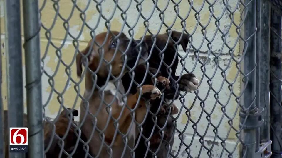 Tulsa Animal Services over capacity after winter storm, urging fosters ...