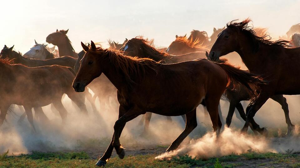 Feds plan to remove 14,000 wild horses in controversial roundup - NewsBreak