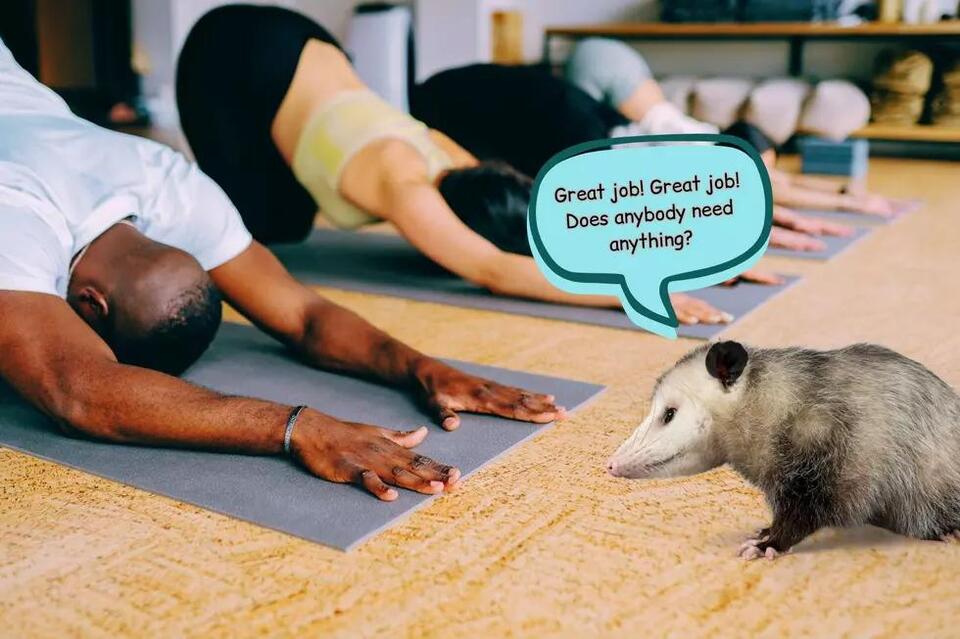 Humane Indiana Wildlife Hosts Possum Yoga and It Sells Out Fast - NewsBreak