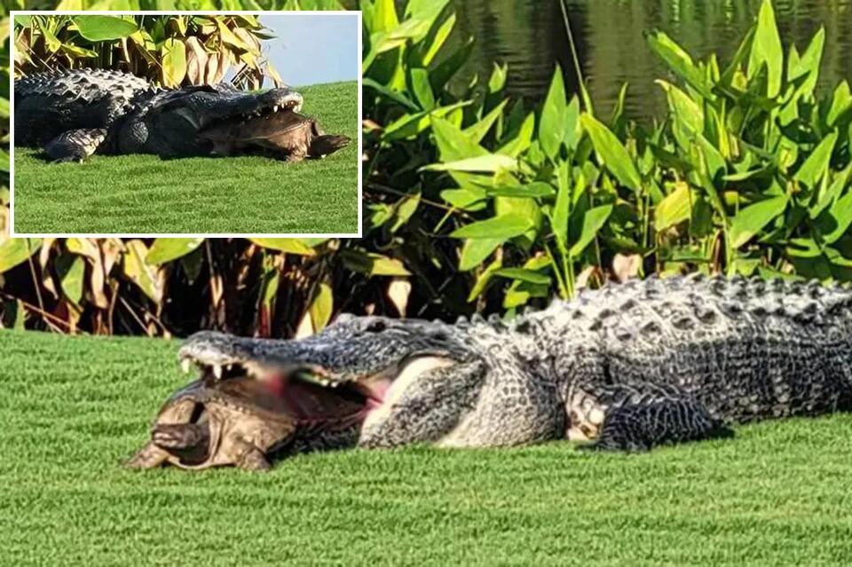 Florida golfer captures alligator with giant turtle locked in its jaws ...
