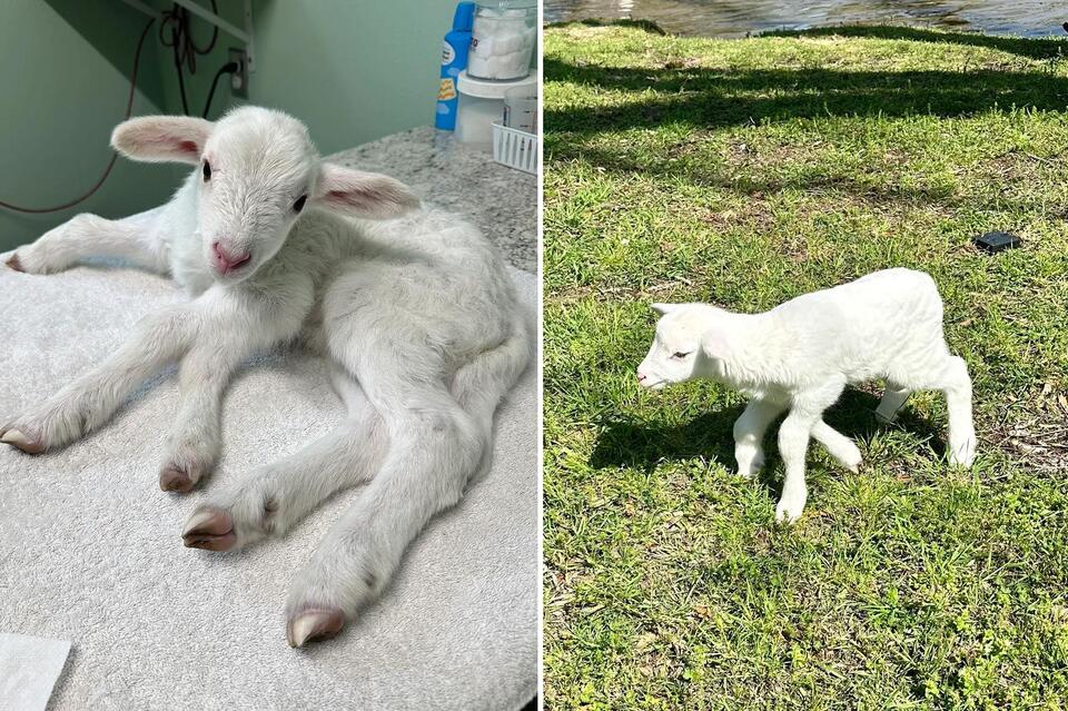 Good Samaritan rescues 5-legged lamb, seeks life-saving surgery funds ...