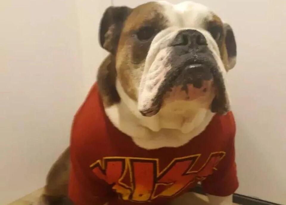 New York Celebrating National Dress Up Your Pet Day - NewsBreak