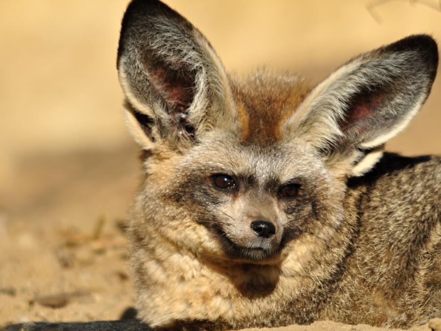 Cincinnati Zoo Announces the Winning Name for Their Baby Bat-Eared Fox