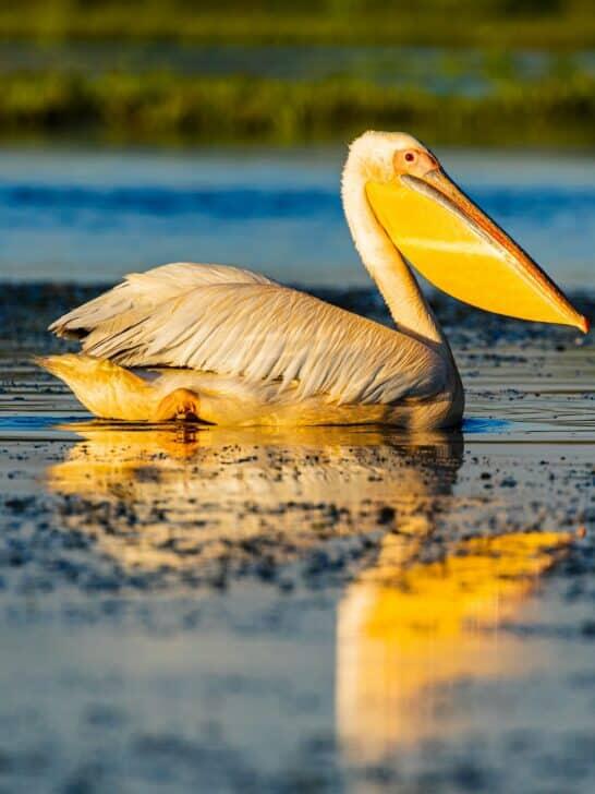 Pelican vs. Deer - NewsBreak