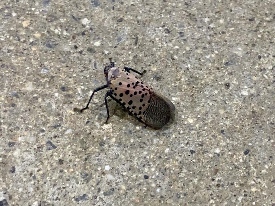 Protecting Connecticut's Ecosystem From The Spotted Lanternfly Invasion ...