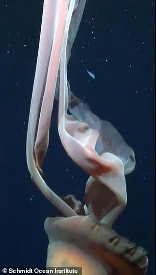 Deep sea explorers capture footage of rare giant phantom jellyfish off ...
