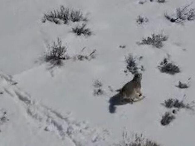 This wolf sighting in northern Nevada could be the first since 2017