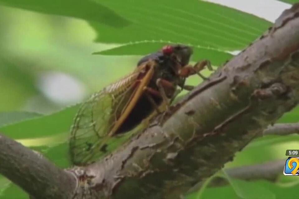 Cicada season starting soon - NewsBreak