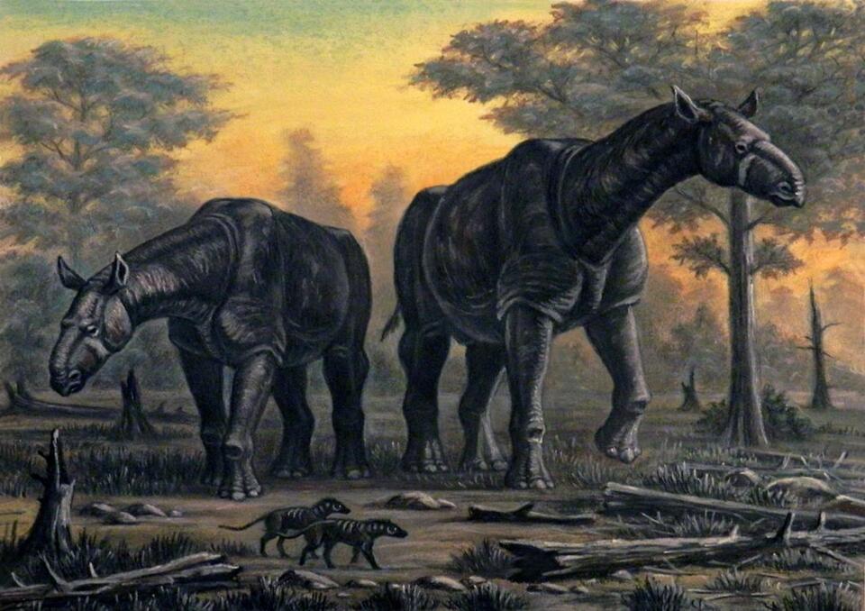 The Rhino the Size of a House: When Paraceratherium Ruled Asia - NewsBreak
