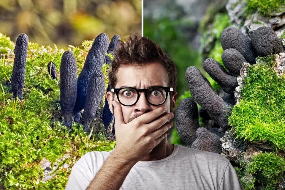 The Dead Man’s Fingers Fungus Is as Grotesque as It Sounds - NewsBreak