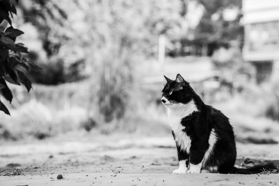 7 Signs Your Cat Is Afraid You’ll Leave Again - NewsBreak