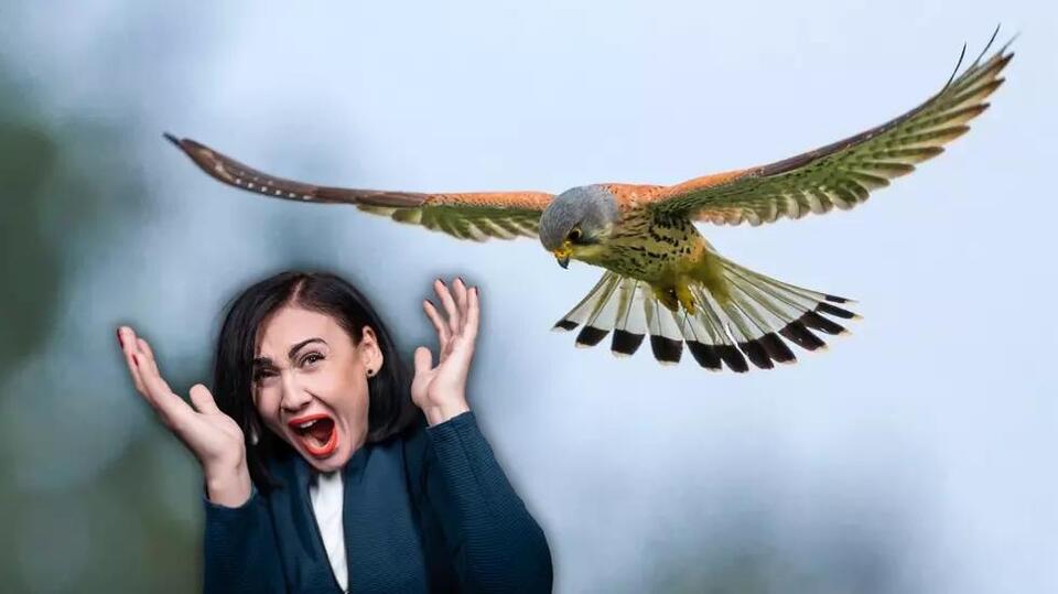 Missouri Warns Everyone about this Fierce Dive-Bombing Raptor - NewsBreak