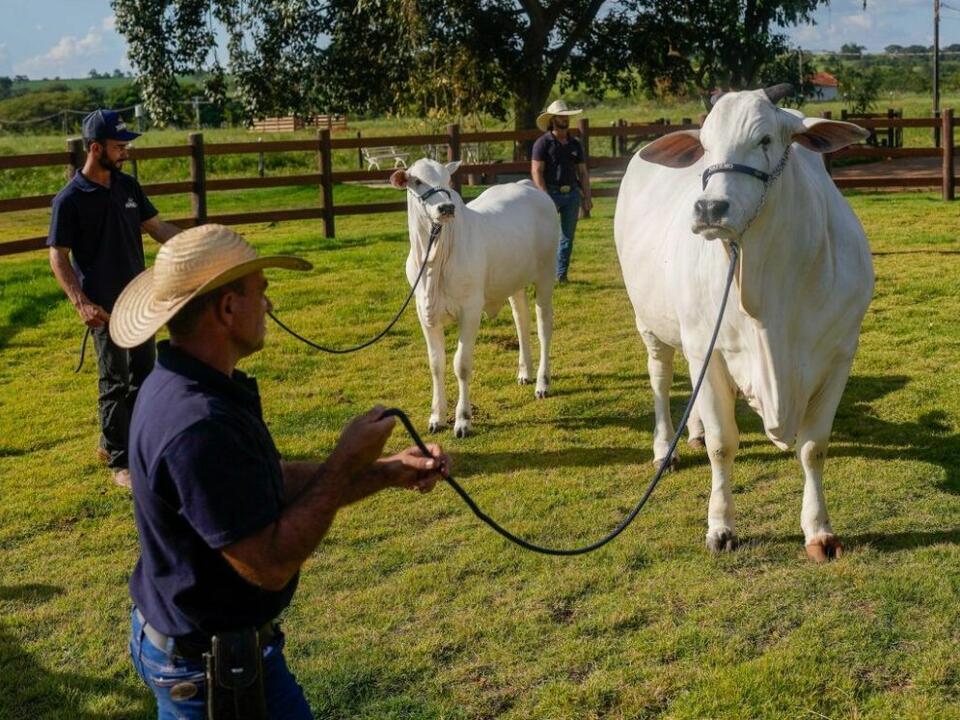 Million-dollar Moo! Viatina-19, the world’s most expensive cow, sold ...