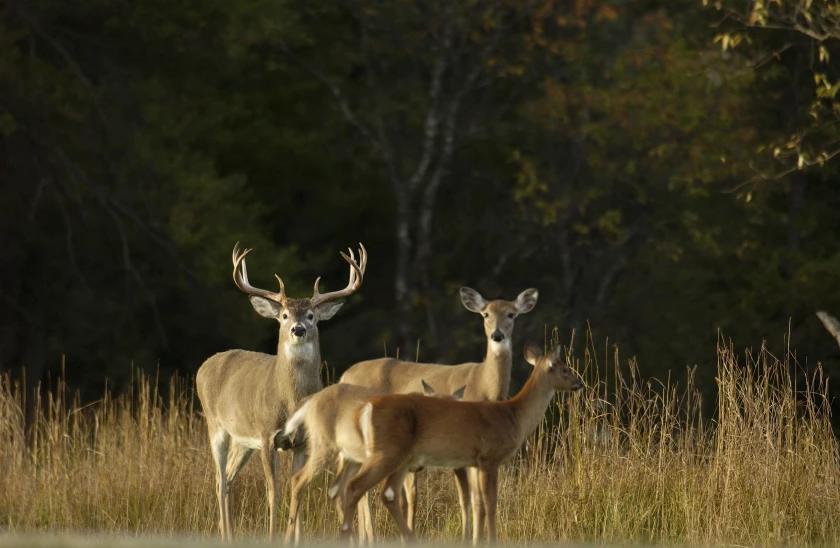 Michigan DNR makes chronic wasting disease test kits available for free ...