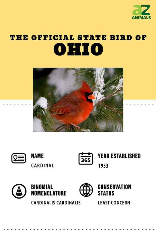 Discover the Official State Bird of Ohio - NewsBreak