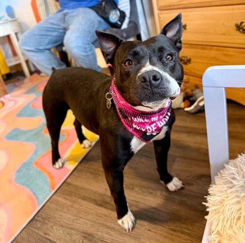 🐶 Playful, Gentle & Loyal Dogs Ready for Adoption in Portland - NewsBreak