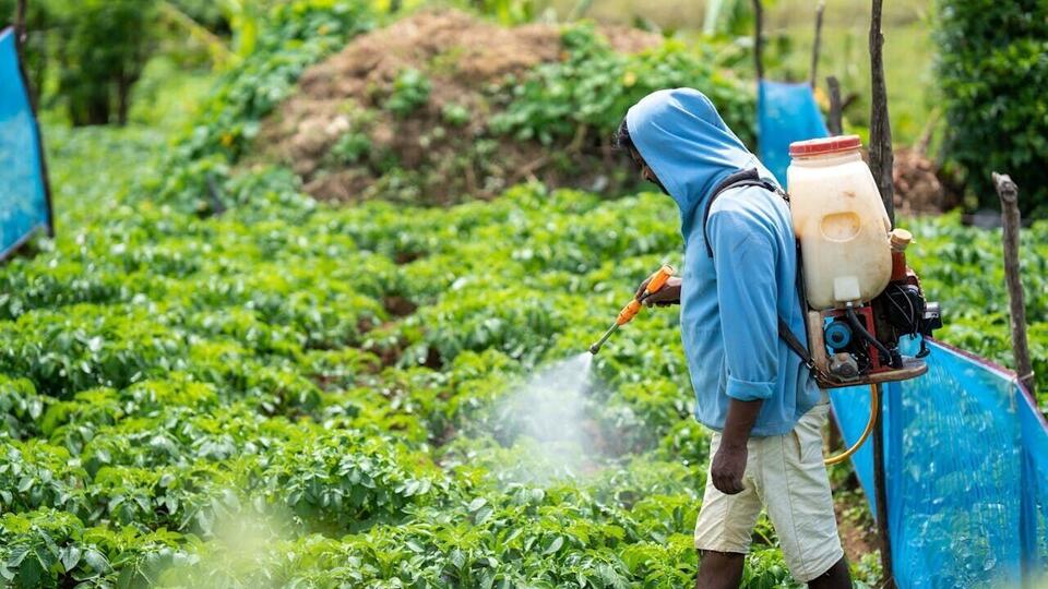 Eating some fruits and veggies can increase toxic pesticides in your ...