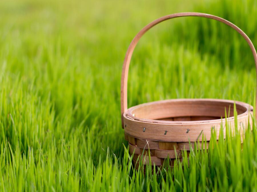 Grow Actual Easter Grass for This Year’s Basket