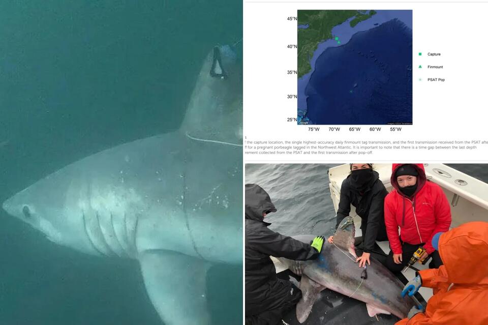 Researchers shocked after pregnant 8-foot shark is eaten by mysterious ...
