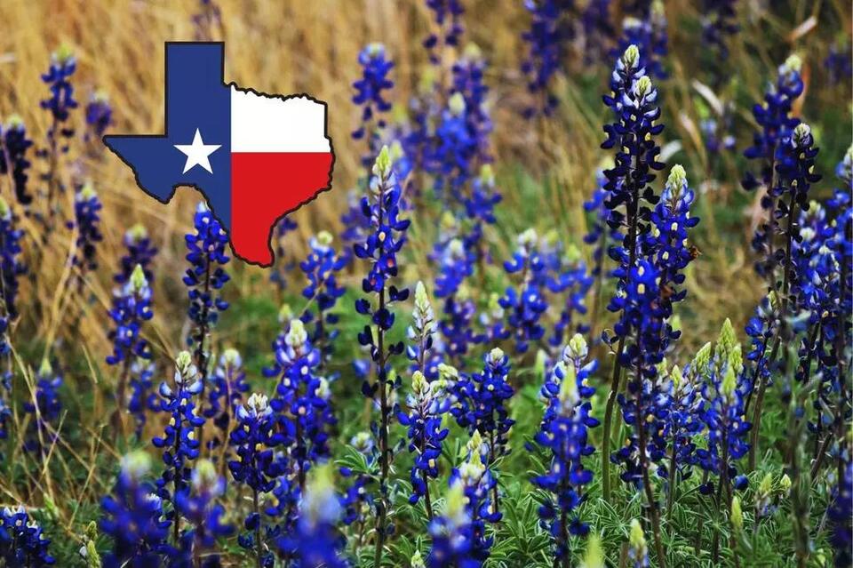 Is It Illegal to Pick Bluebonnets in Texas? Here’s the Truth - NewsBreak