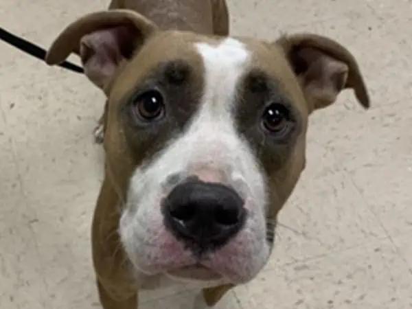 Hillsborough County Pet Resource Center Temporarily Relocates Dogs Due ... Hillsborough County Pet Resource Center Temporarily Relocates Dogs Due ...