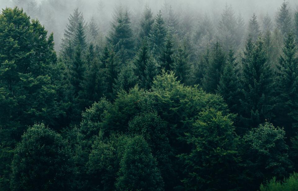 Forests arranged in a pattern similar to a disturbing WWII symbol have ...