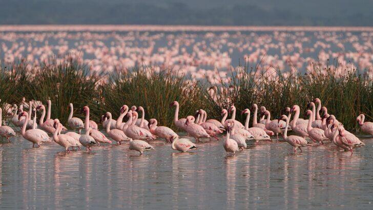 The Largest Flamingo Colony Lives On Soda Lakes - NewsBreak