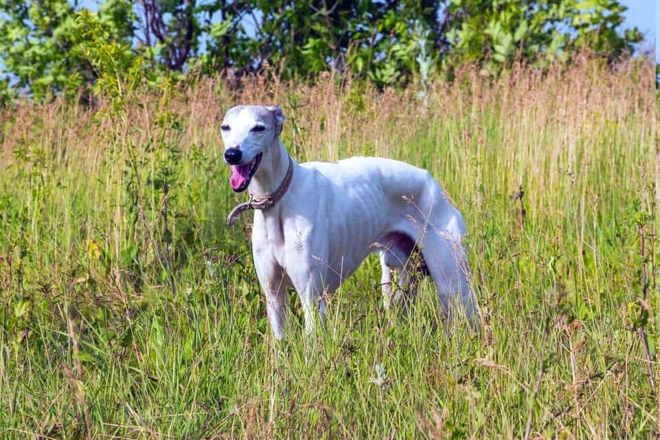 Greyhound Progression: Growth Chart, Milestones, and Training Tips ...