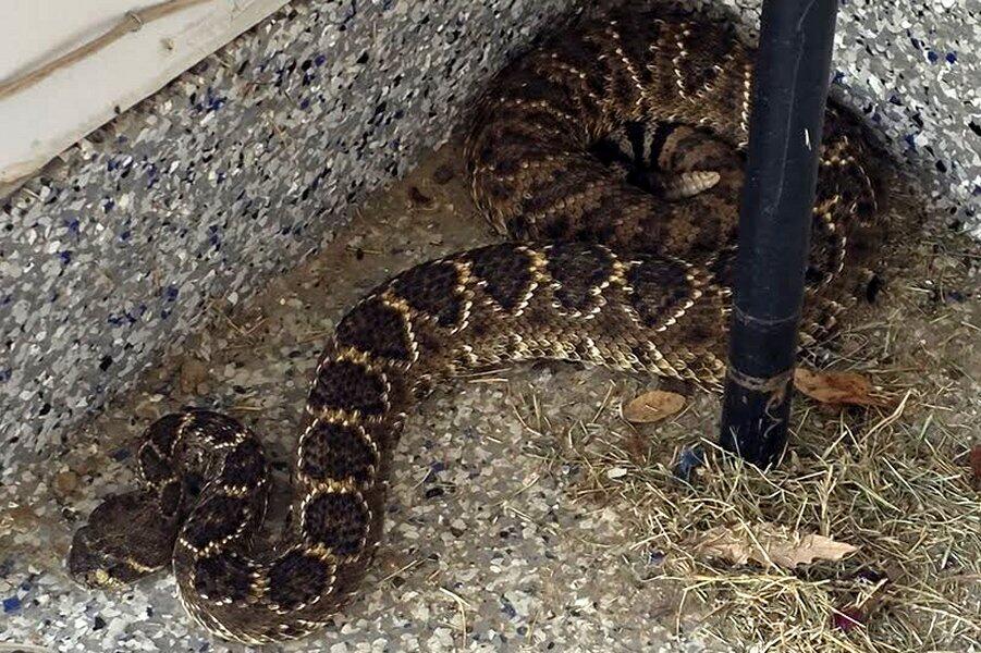 ‘Snake whisperer’ makes historic rattlesnake discovery in southern ...