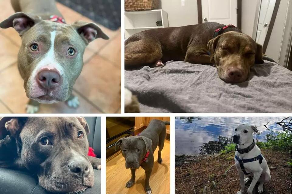 Southern Maine Dog Rescue Forced to Pause—Because There Aren’t Enough ...