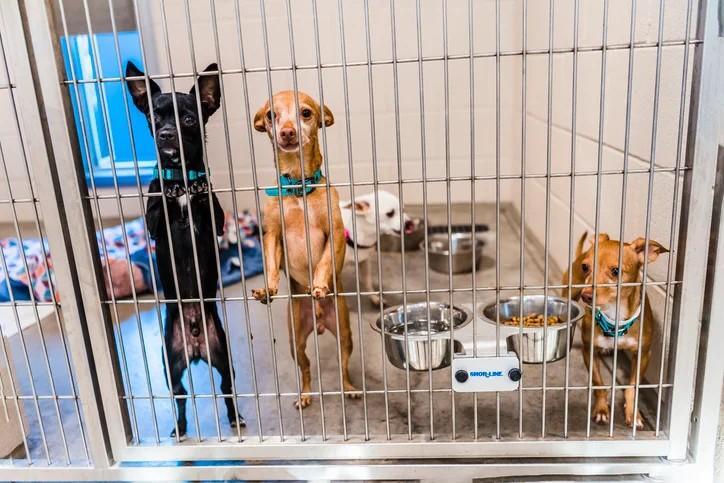Charlotte Animal Shelter Overcrowding Improves After Dropping Fees ...