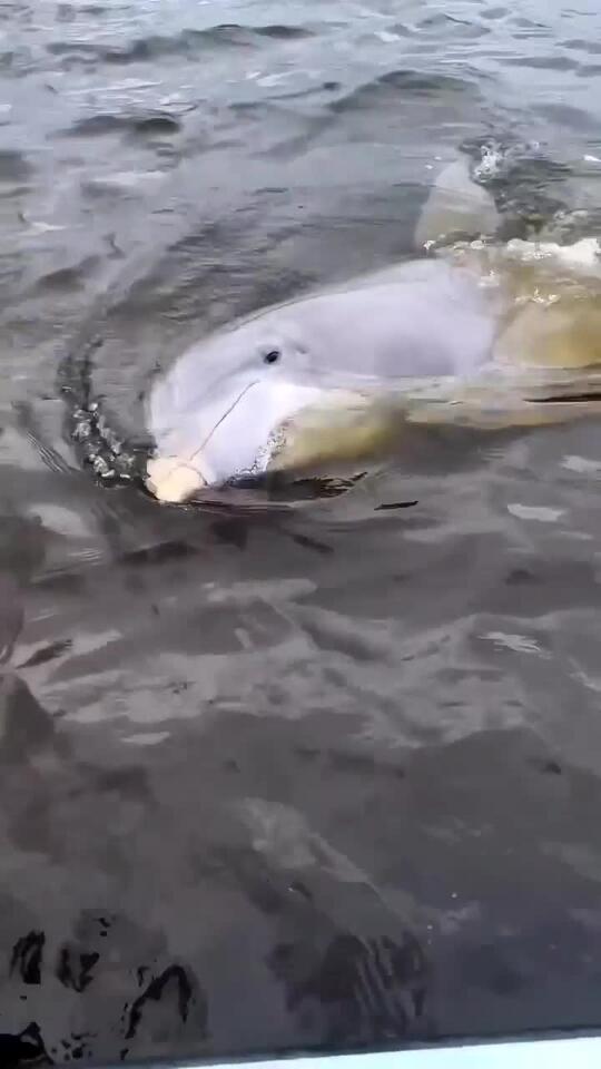 Dolphin Meets Dog Look at that smile downlowoutfitters with this ...