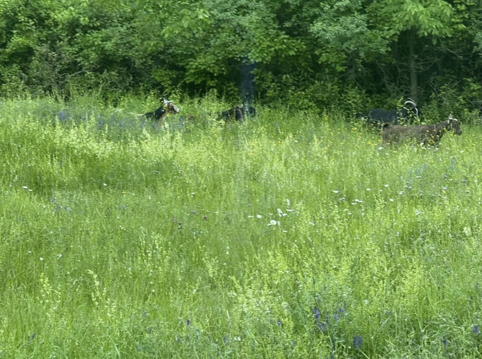 Troopers Corral Goats After Trailer Breaks Loose On Maine Turnpike ...