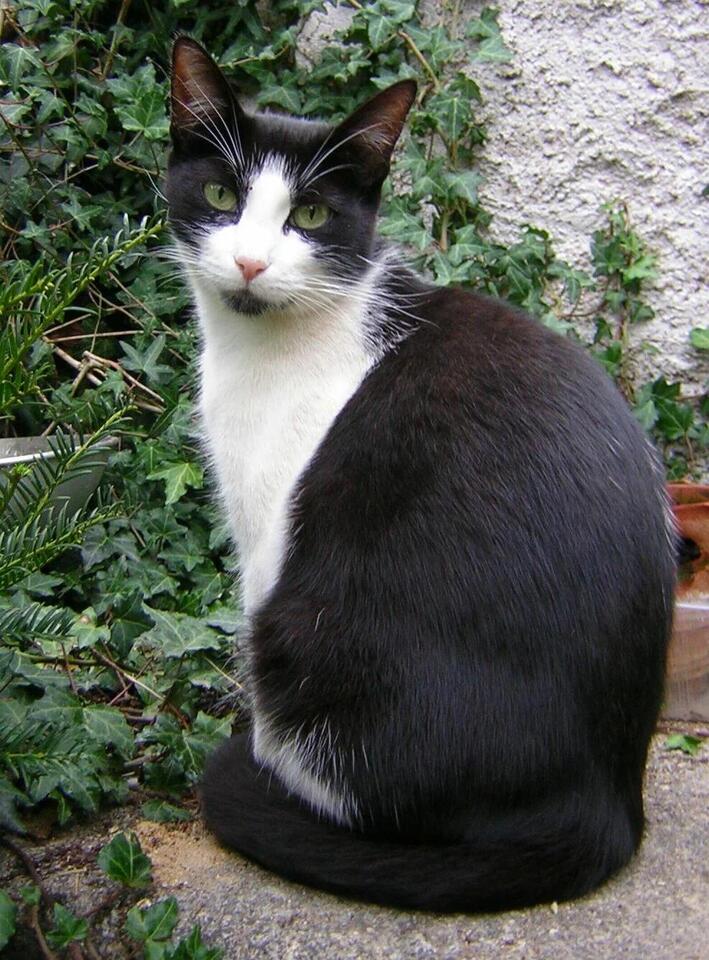 What Happens When Cats and Dogs Grow Up Together? - NewsBreak