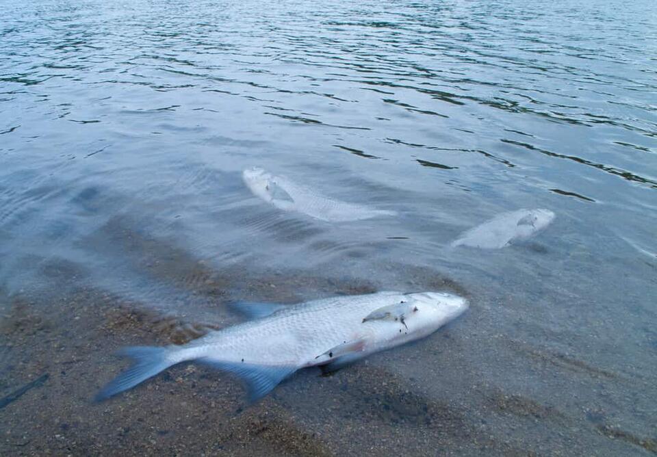 5 Smells that Attract Fish (How Effective Is It, Really?) - NewsBreak