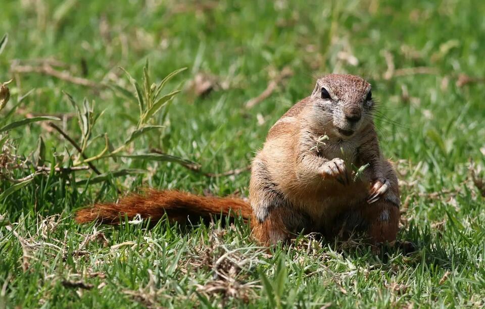 7 Types of Squirrels in Ohio: Complete Identification Guide for Backyard Wildlife Enthusiasts ...