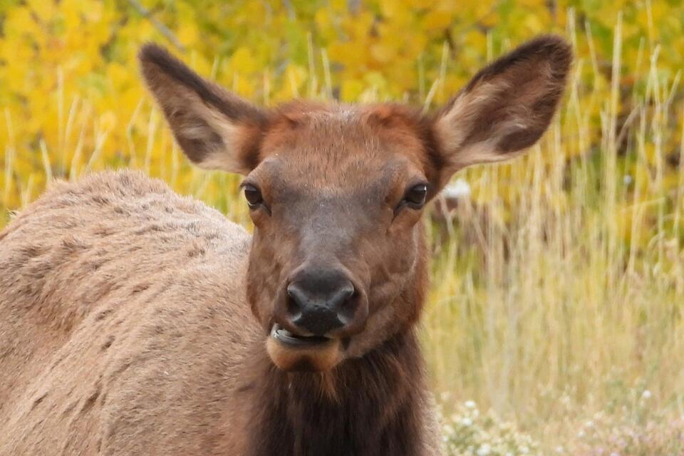 Montana Elk Found Shot and Wasted; Reward Offered - NewsBreak