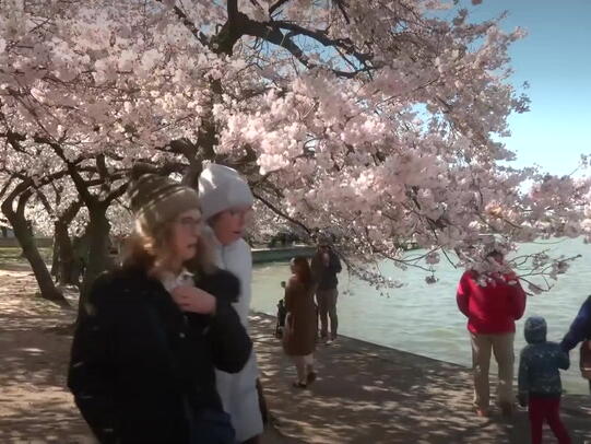 Washington DC’s beloved cherry tree Stumpy among 300 trees set to be ... Washington DC’s beloved cherry tree Stumpy among 300 trees set to be ...