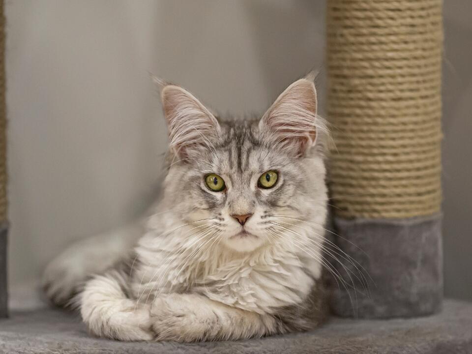Mom Builds Maine Coon Cats Their Own House Complete with AC Unit