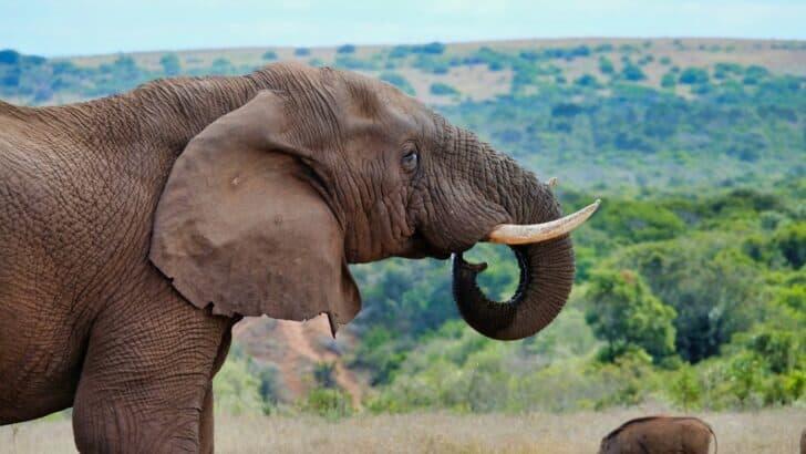 How Elephants Use Infrasound to Communicate Over Miles - NewsBreak