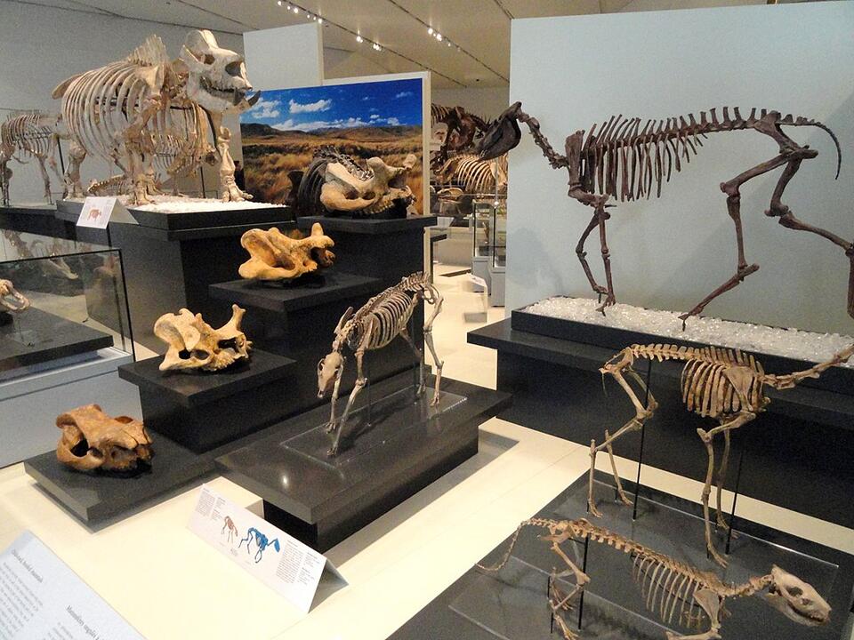 Archaeoraptor: The Fossil That Embarrassed National Geographic - NewsBreak