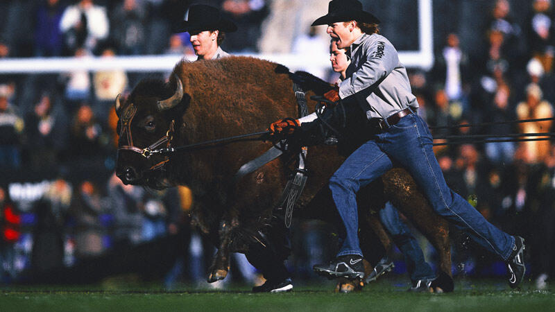 Colorado To Debut New Live Buffalo Mascot, 'Ralphie VII,' Against ...