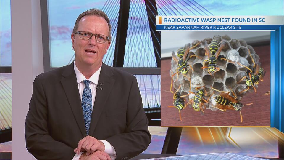 Report says radioactive wasp nest was found near South Carolina nuclear ...