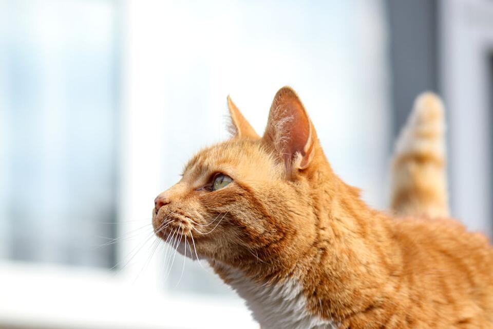Hotel Fire in Thane Claims Cat Dies Through Suffocation - NewsBreak