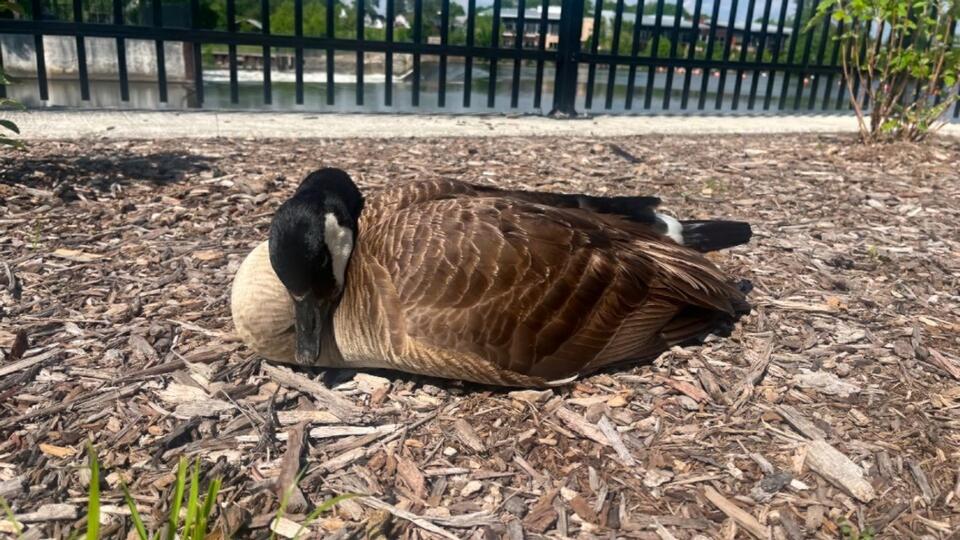 Bird flu detected in local waterfowl, prompting caution from Indiana ...