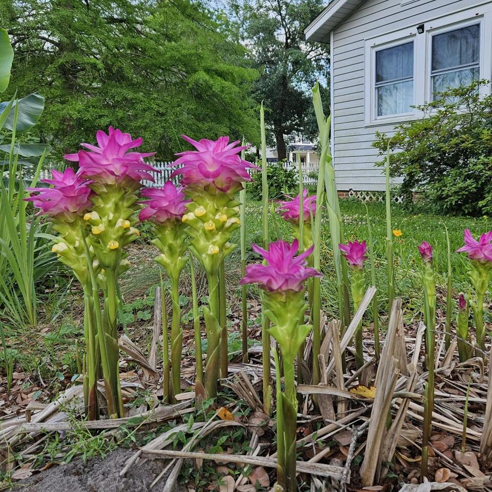 Giant Plume Ginger and Pink Velvet Banana Offer Tropical Foliage and ...
